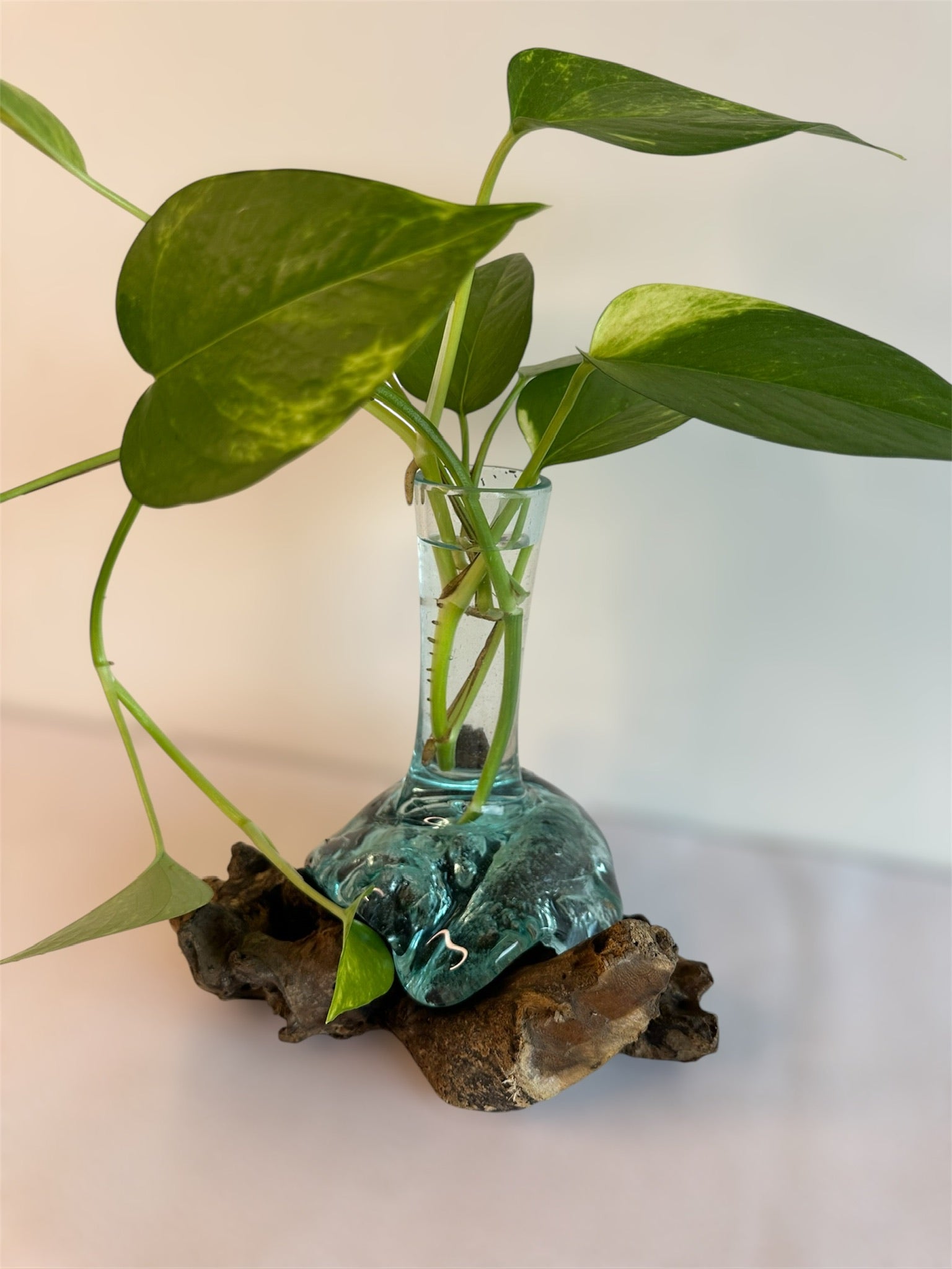 Hydroponic Glass Vase – BaliaLiving